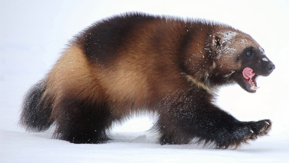 Notre Dame Subway Alumni Station: Skunk Bear Prediction