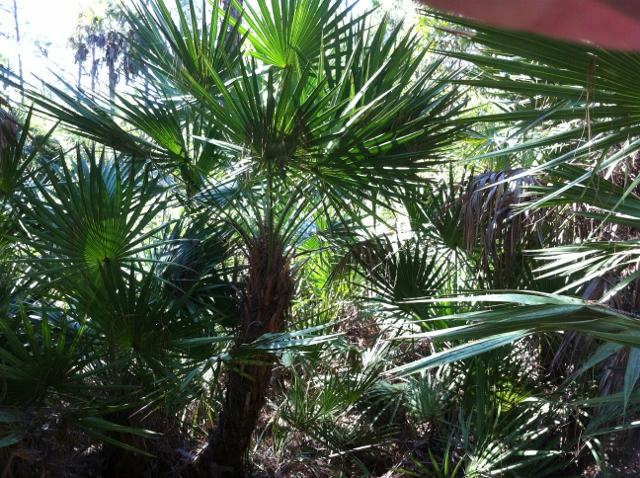 Team Moringa: Calusa Nature Center