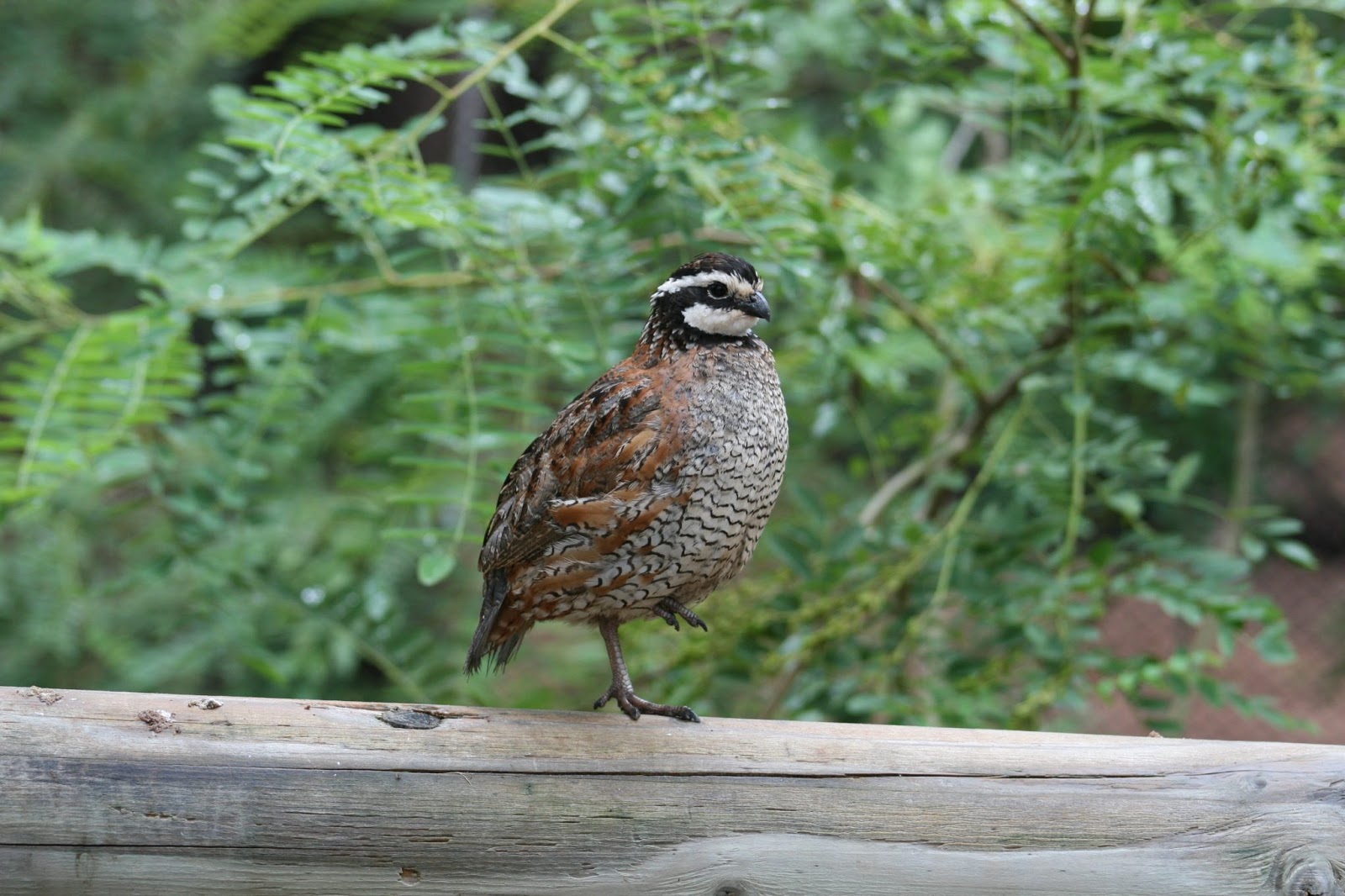 ΟΡΤΥΚΙΑ (QUAILS) photos - wallpapers (ανανεωμένο) | the fun bank
