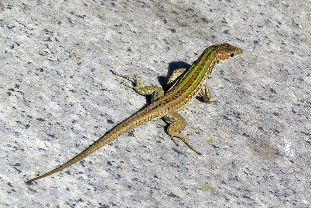 Livorno Daily Photo: Italian Wall Lizard