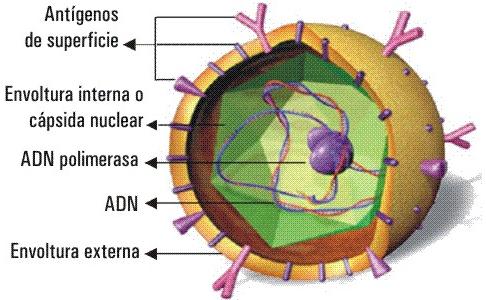 Estructura y enfermedades de virus: Virus