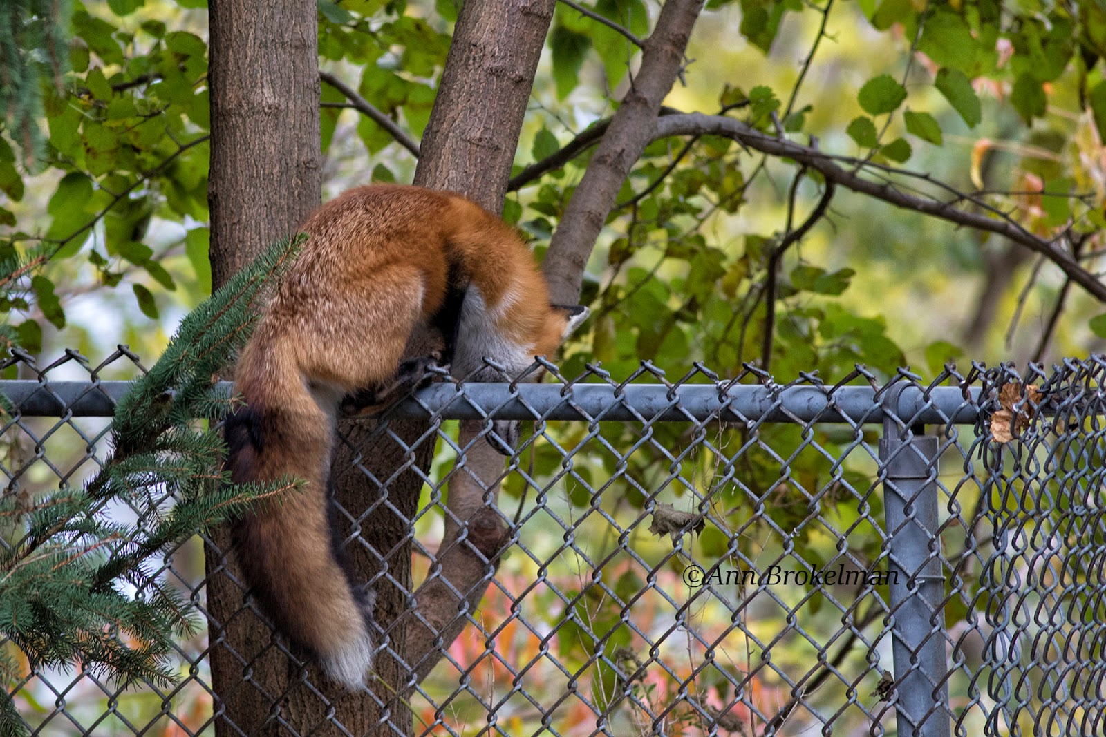 Ann Brokelman Photography: Red Fox - spent lots of time climbing