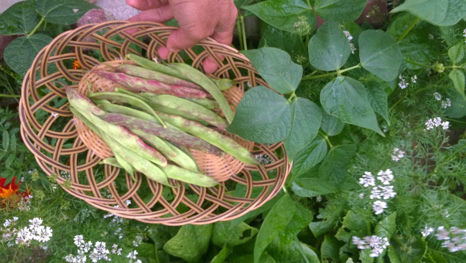 How to Grow Beans