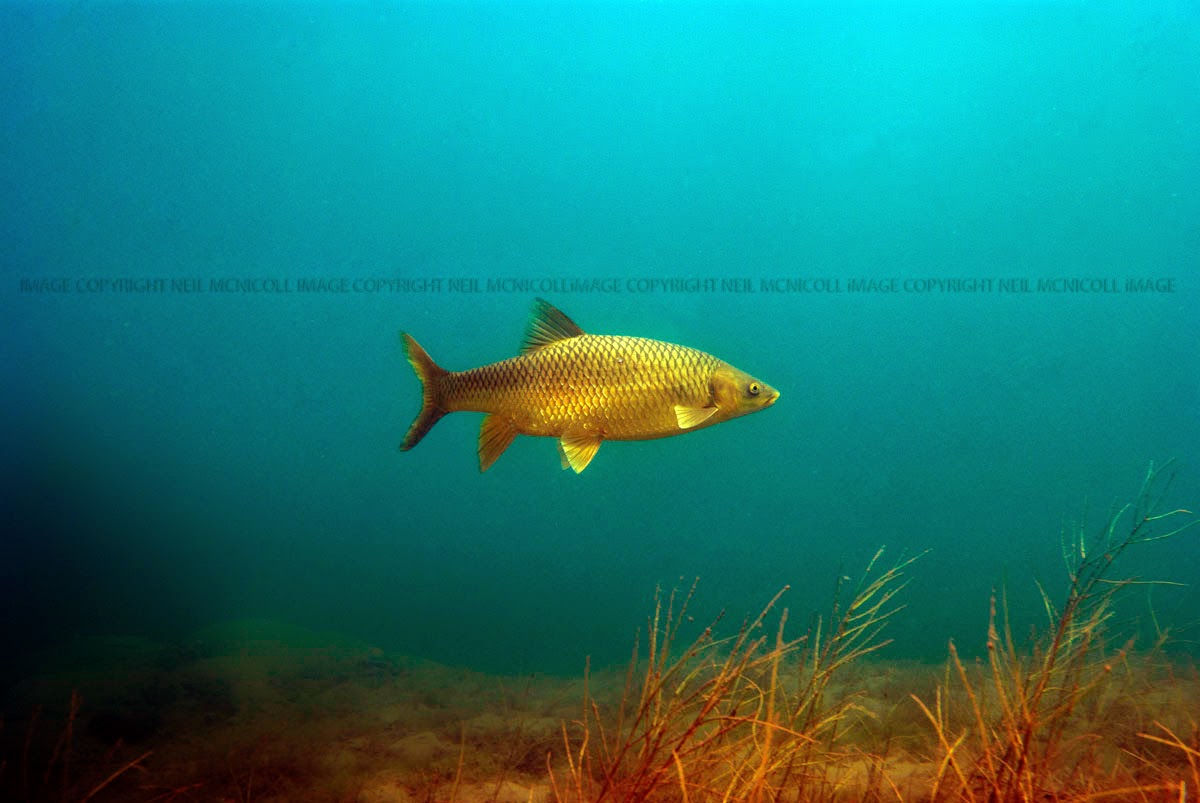 Freshwater Fish Photographs: Yellowfish