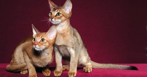 Interesting facts about the Abyssinian cat
