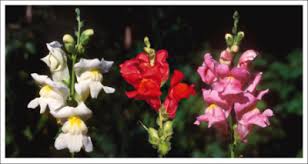 Molecular basis of incomplete dominance.