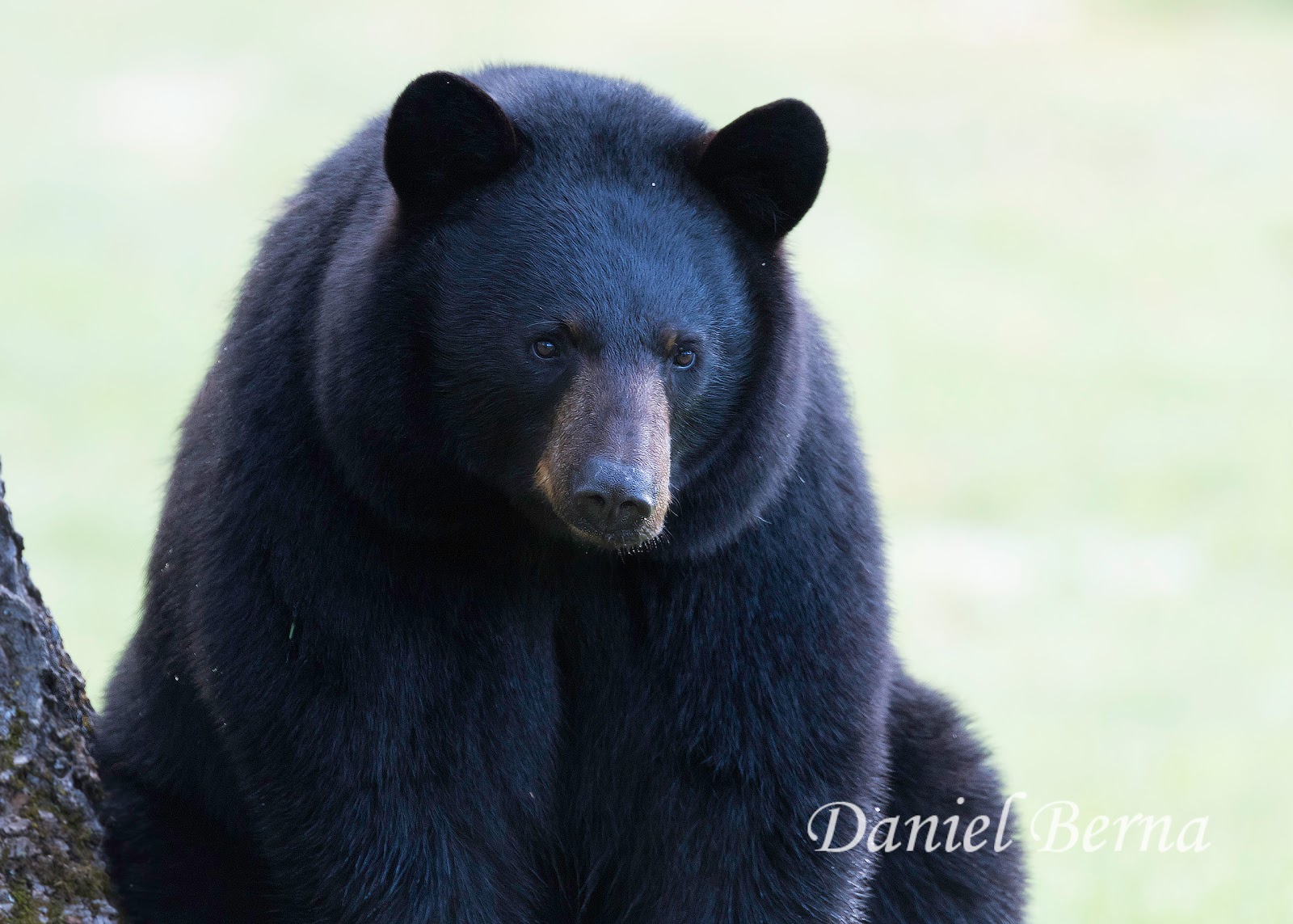 Daniel Berna Photography: Black Bears - Newbury, Vermont