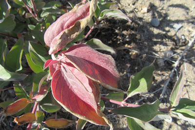 Mother Nature's Montrose Garden: Plant of the Month (January ...