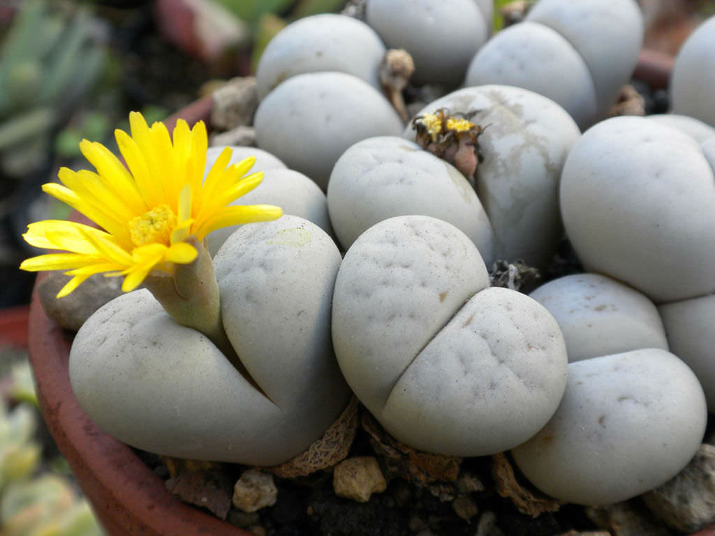 Suculentas da Tê: Lithops: o que é e como cuidar
