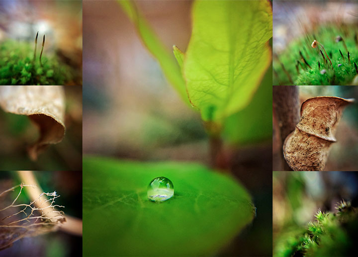Thoughts And Images Along The Way My Hidden Macro Garden thoughts-and-images-along-the-way-my-hidden-macro-garden