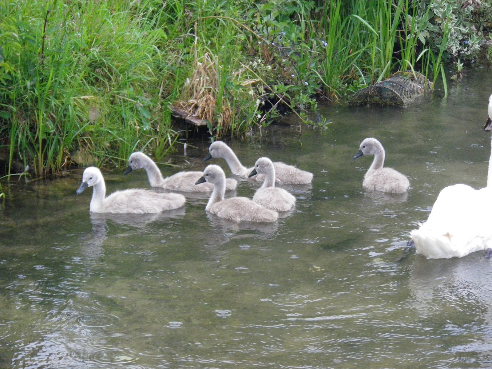 Fly Fishing and other adventures: The River Coln, Fairford in the Rain