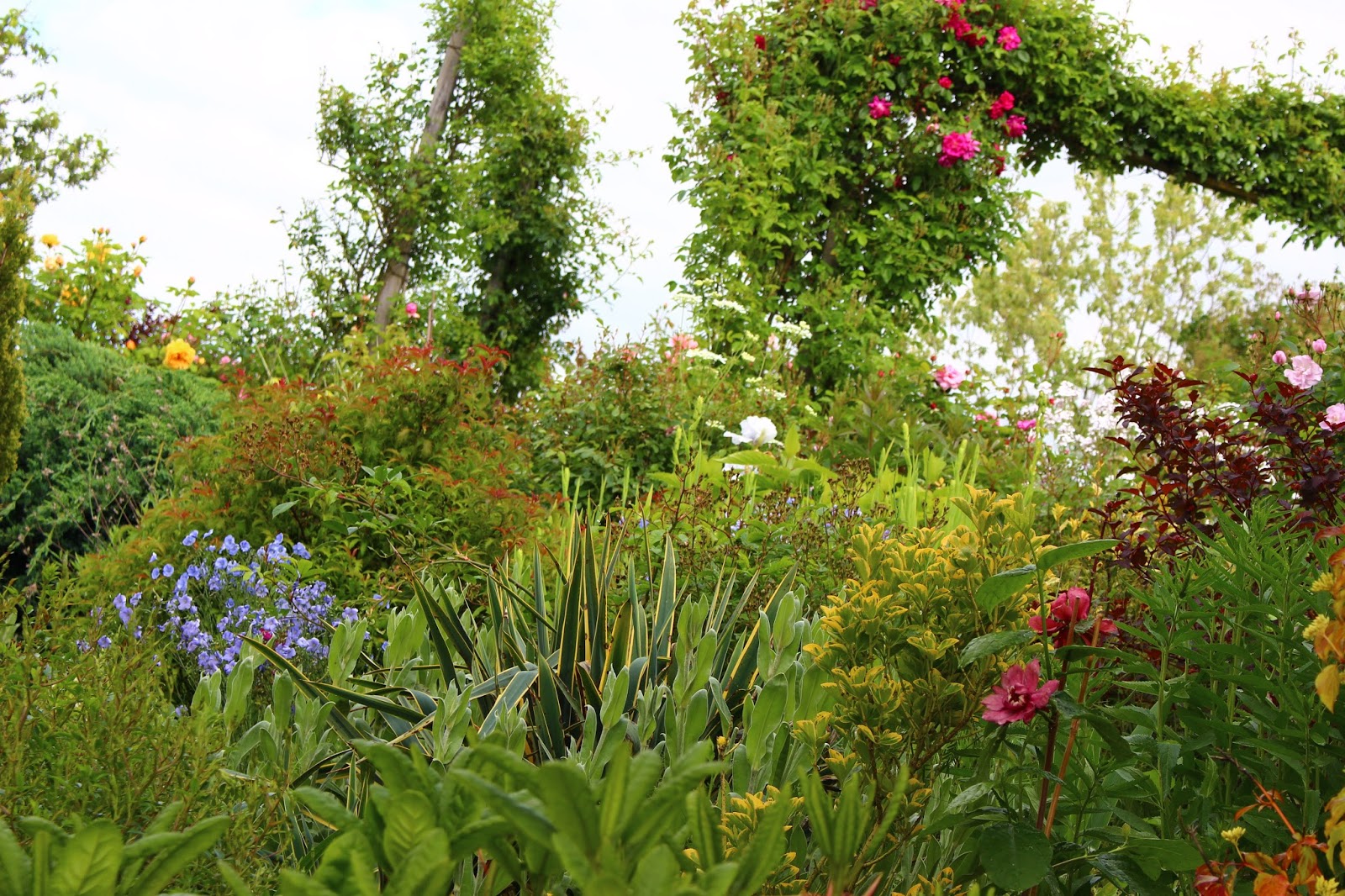 Roses du jardin Chêneland: Lin vivace au fil des jours...