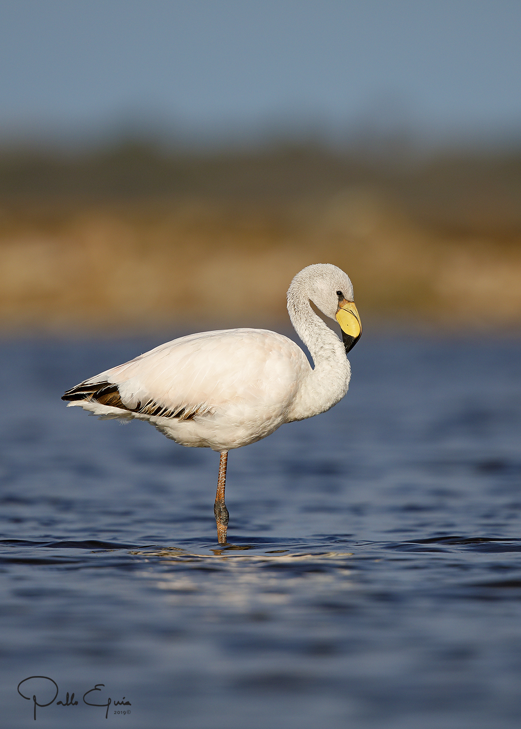 mis fotos de aves: Phoenicoparrus jamesi Parina Chica Puna Flamingo