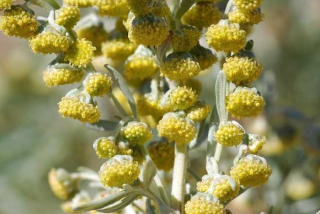 Altrove lentamente: ASSENZIO