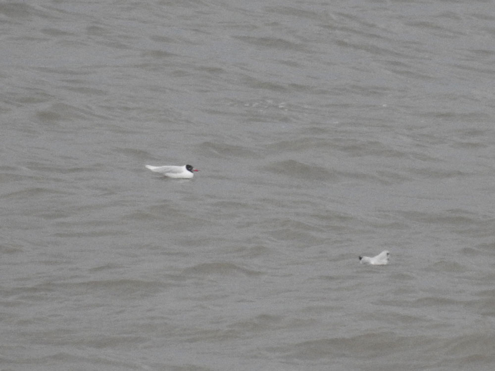 Axe Birding: Seaton Hole Gull Roost