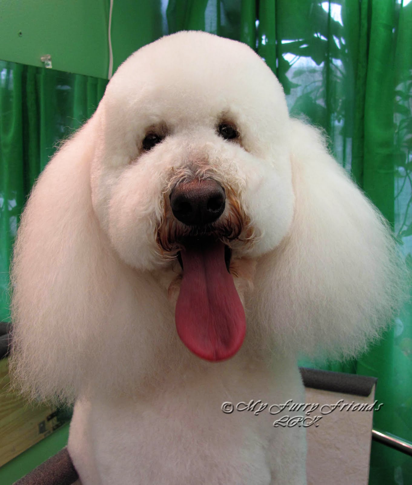 Grooming Your Furry Friend: Does A Poodle Have To Be Groomed Like A Poodle?