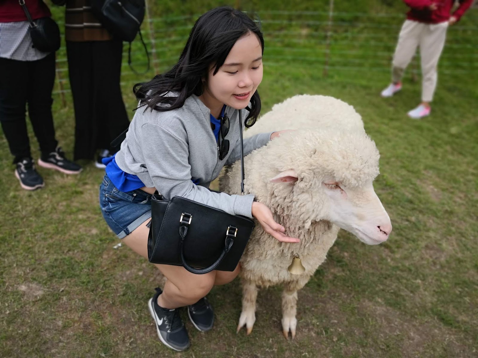 THE SHEEP SANCTUARY, CAMERON HIGHLANDS - Hi5 the world