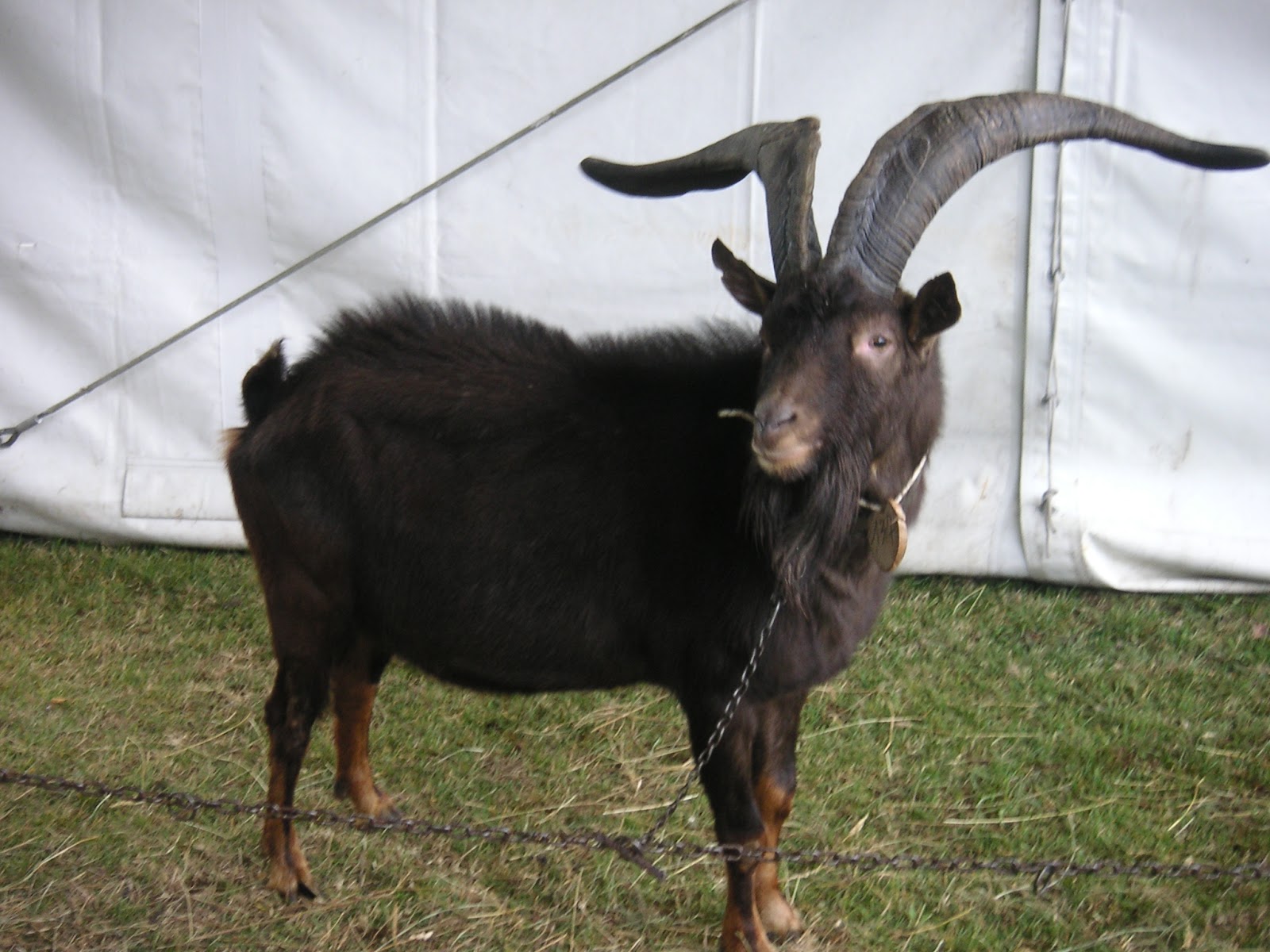 Il Tracciolino dello Spirito: La 'capra inutile' alla "Foir des Alpes ...
