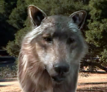 Abe's Animals: Dire wolf