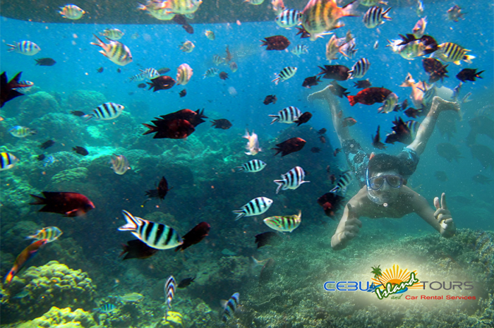 Cebu Tours and Cebu Tourist Destinations: Olango Island Hopping