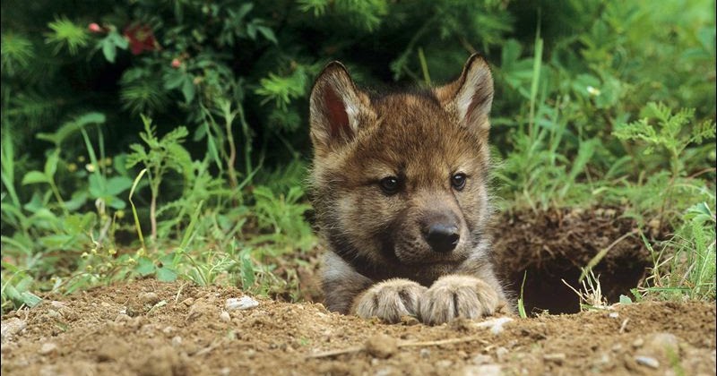 White Wolf : Saving the wolves: Michigan Indians fight wolf hunt