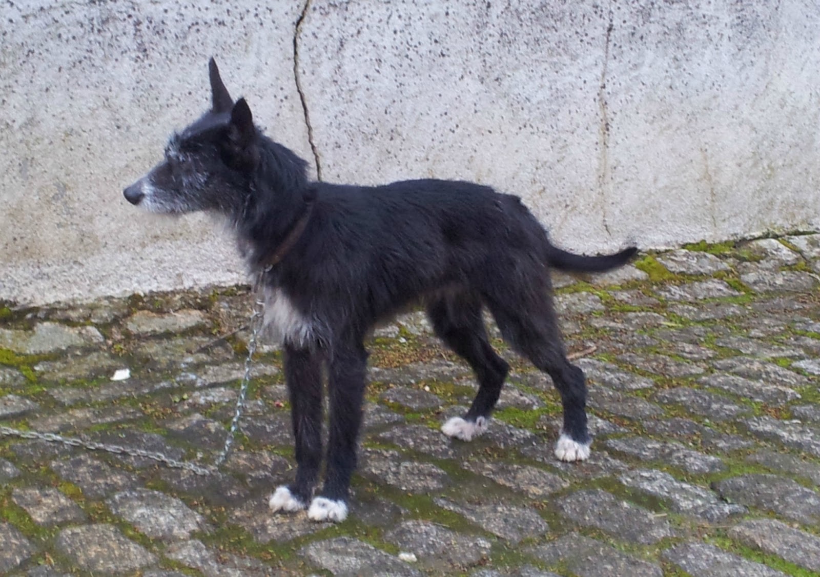 PODENGOS CABEÇA D' ARÇÃ: 2014