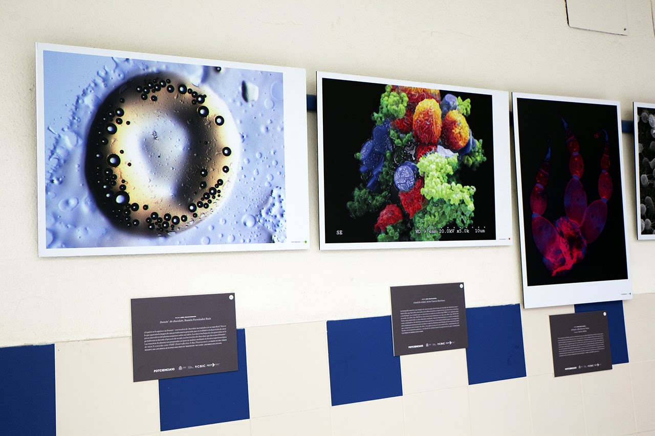 elorientablog: FOTCIENCIA: Exposición de Fotografía Científica en el ...