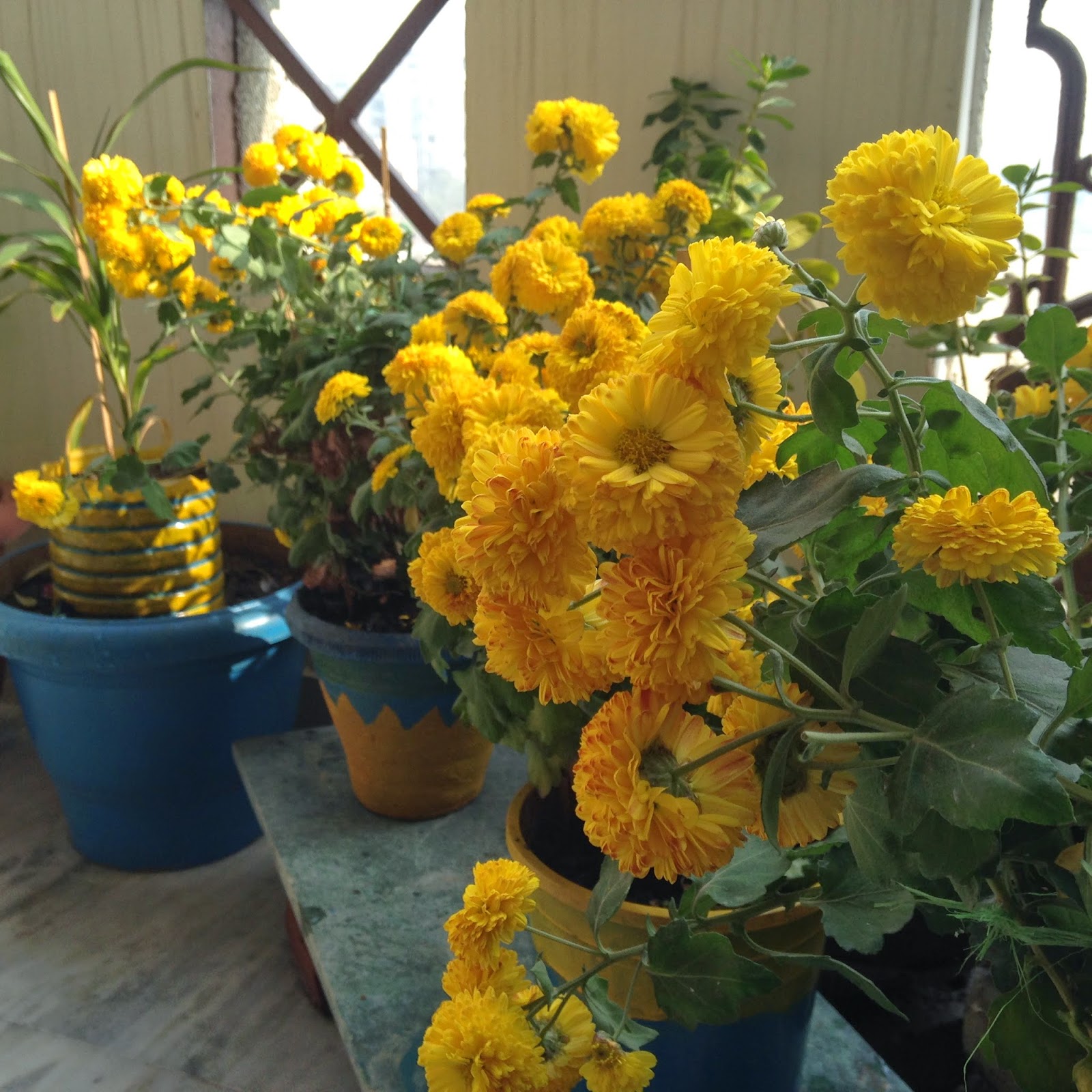 Hi I am Kaivi..: Blooming Mum's (Guldawari) In my Delhi Balcony