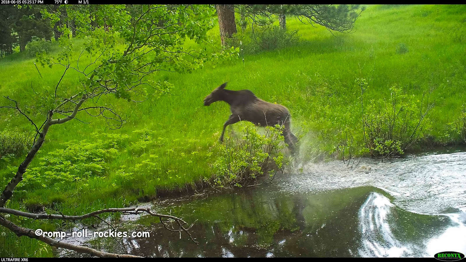 Romping and Rolling in the Rockies: Wildlife Monday - A Mama Moose and ...