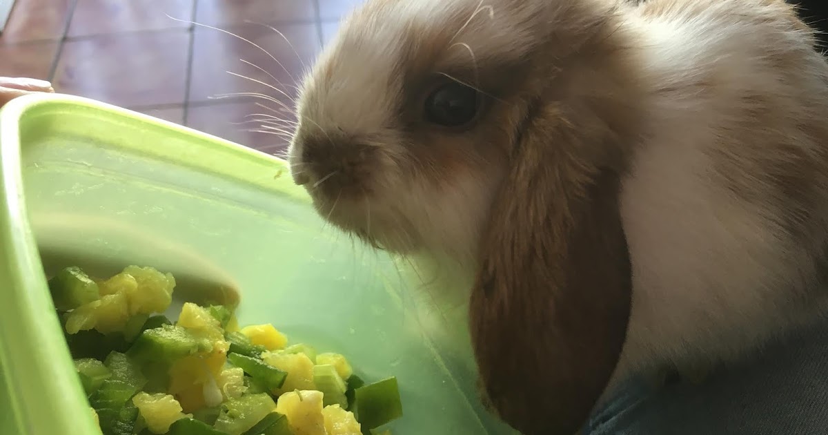 Diario de una Mamá Coneja