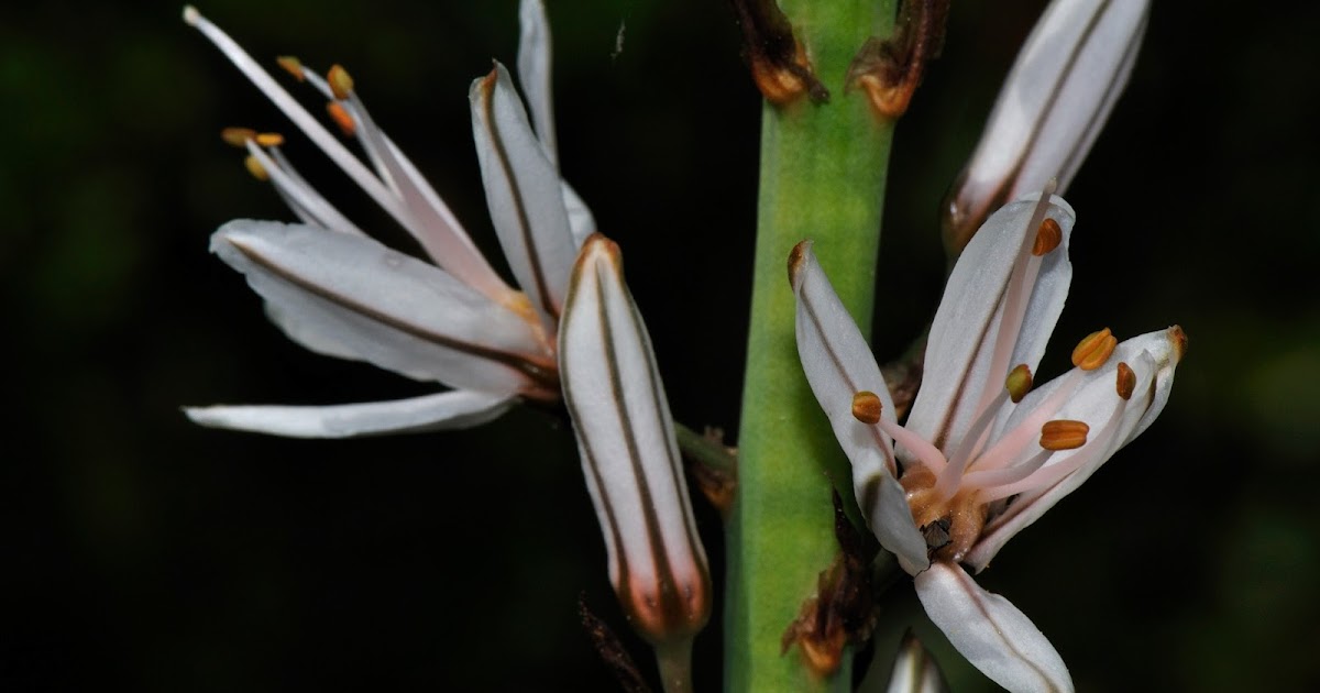 Desde Alájar: Gamón
