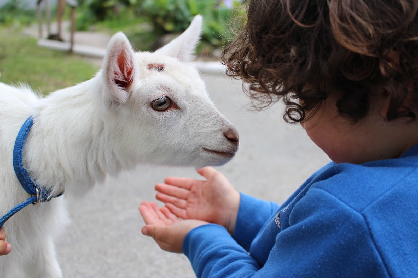 Bream Bay Kindergarten: Let it goat...let it goat!