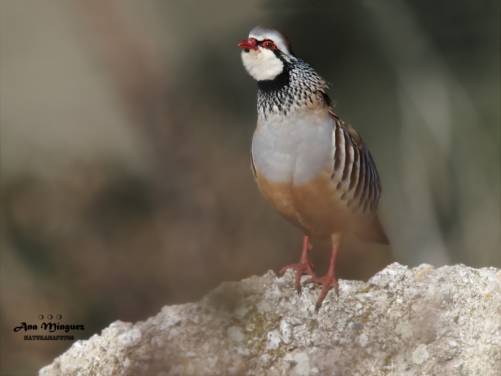 NATURANAFOTOS: El celo de la Perdiz
