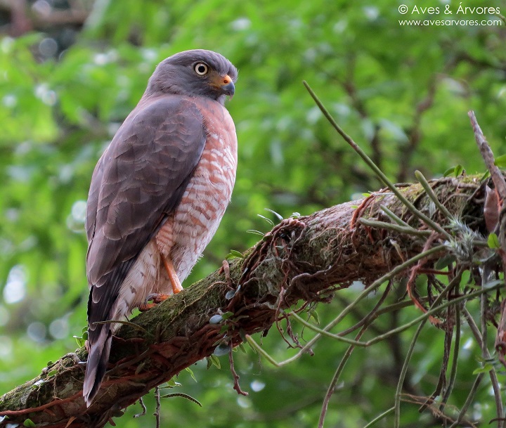 Aves e Árvores: O primeiro gavião a gente nunca esquece...