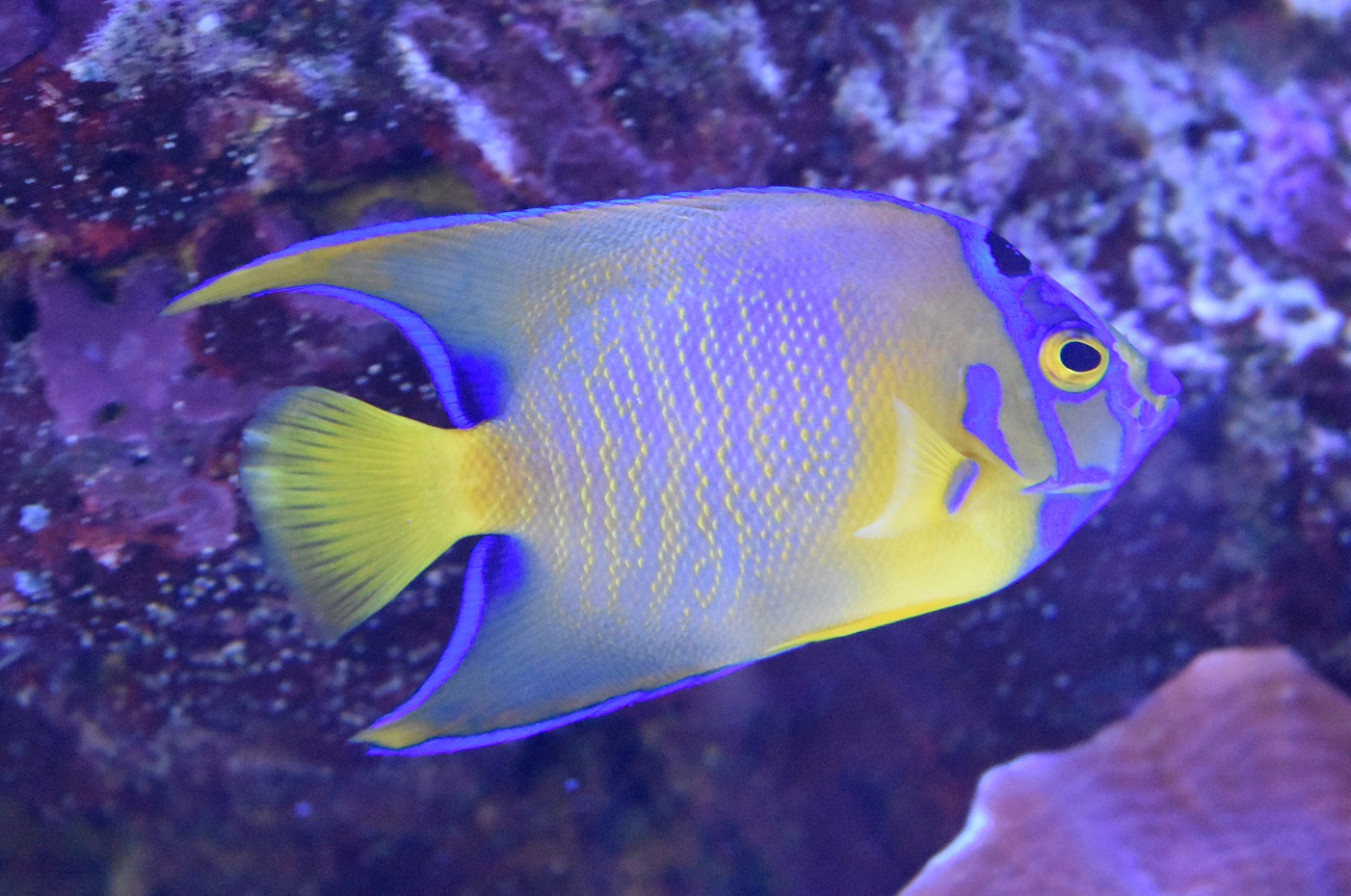 ZOOTOGRAFIANDO (6.100 ANIMALS): PEZ ÁNGEL REINA / QUEEN ANGELFISH ...