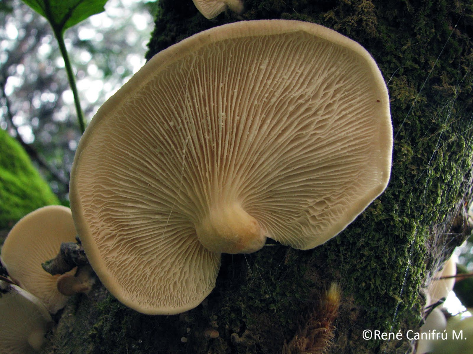 Hongos: Pleurotus ostreatus