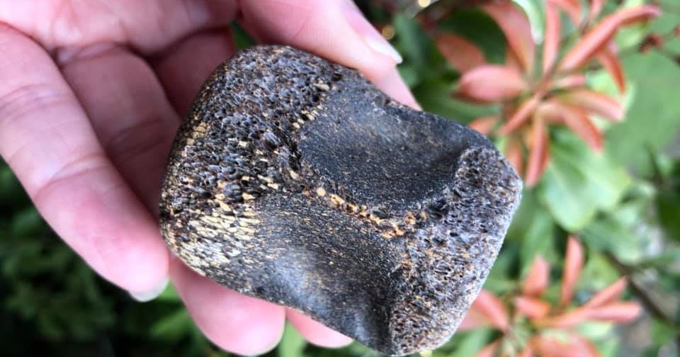 FOSSIL HUNTRESS: IDENTIFYING FOSSIL BONE