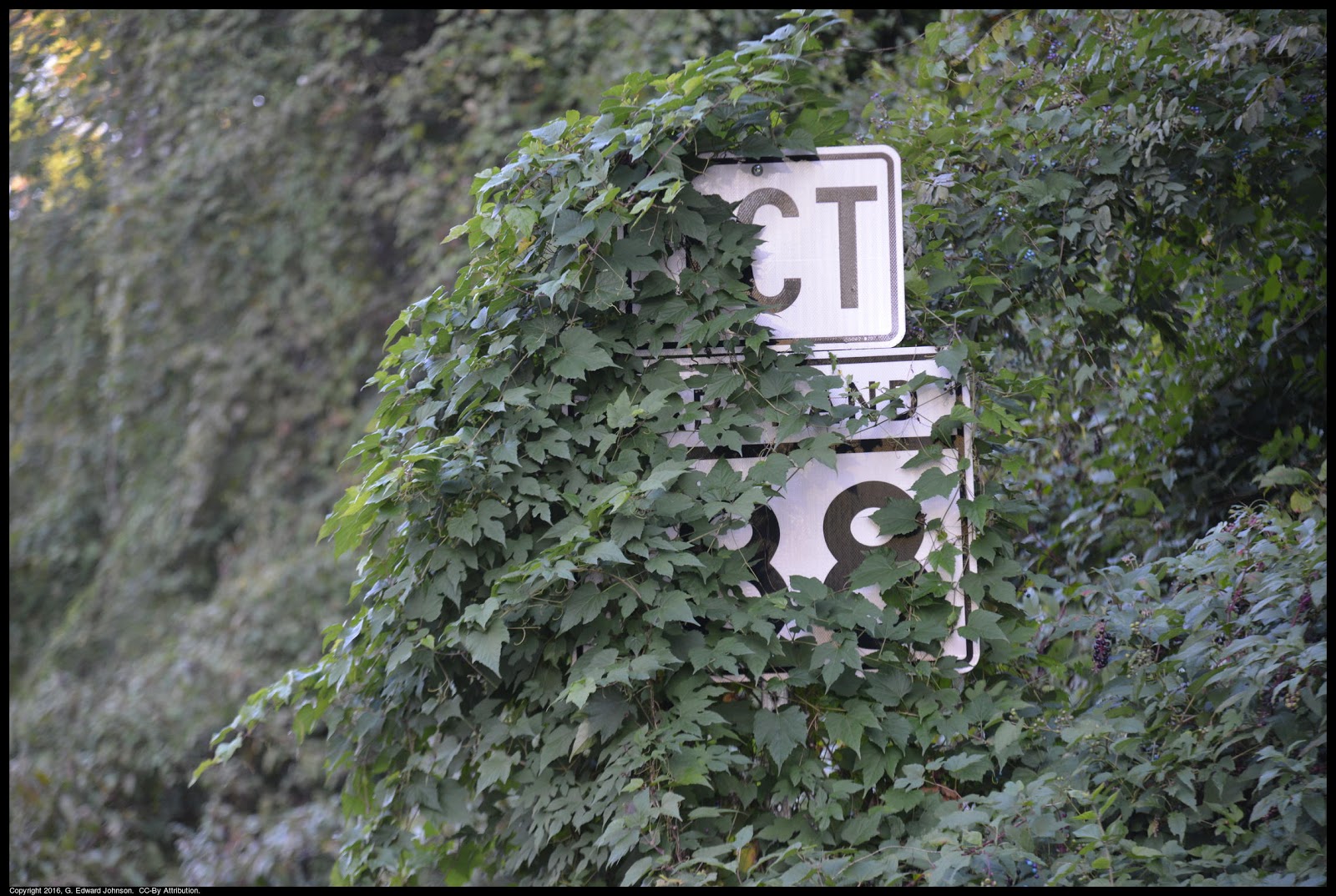 Sum Random Knowledge: Signs covered in Vines