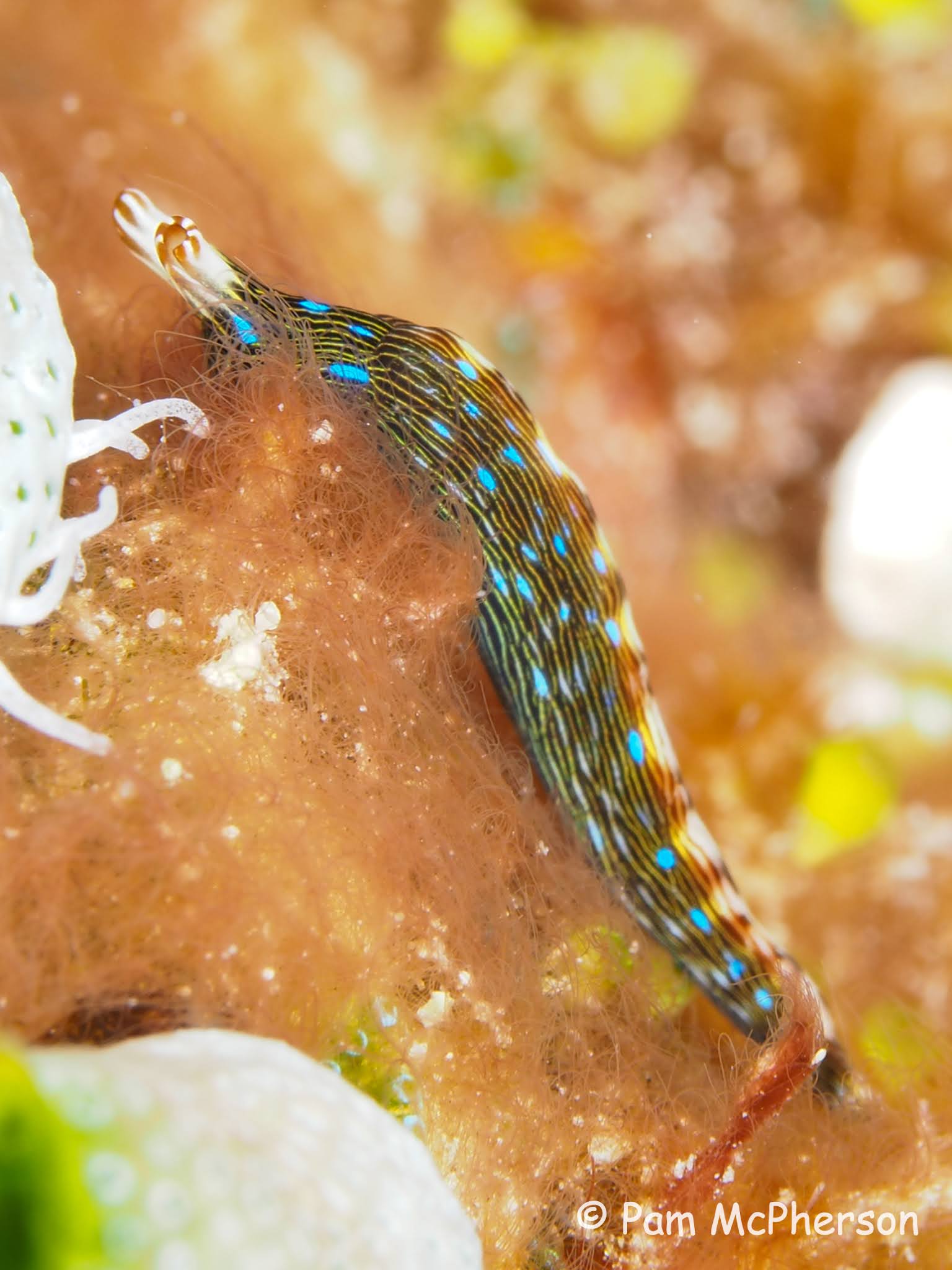 Nudi Gal: Maldives Escape