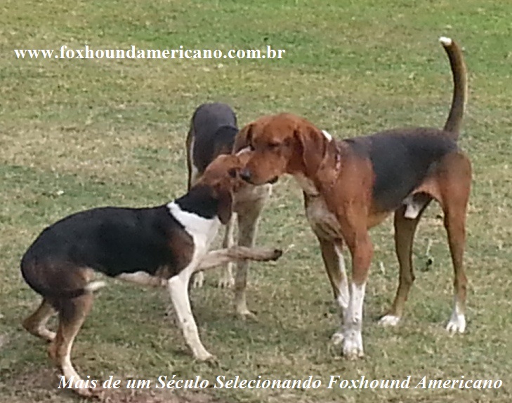 Canil dos Mota: "Apollo" neto de Modelo, filho de Apoema x Cuiabá ...