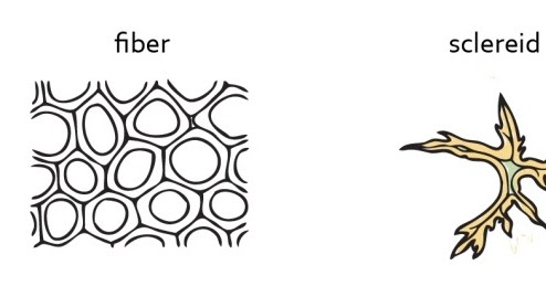 Difference between Fibres and Sclereids | Plant Science 4 U