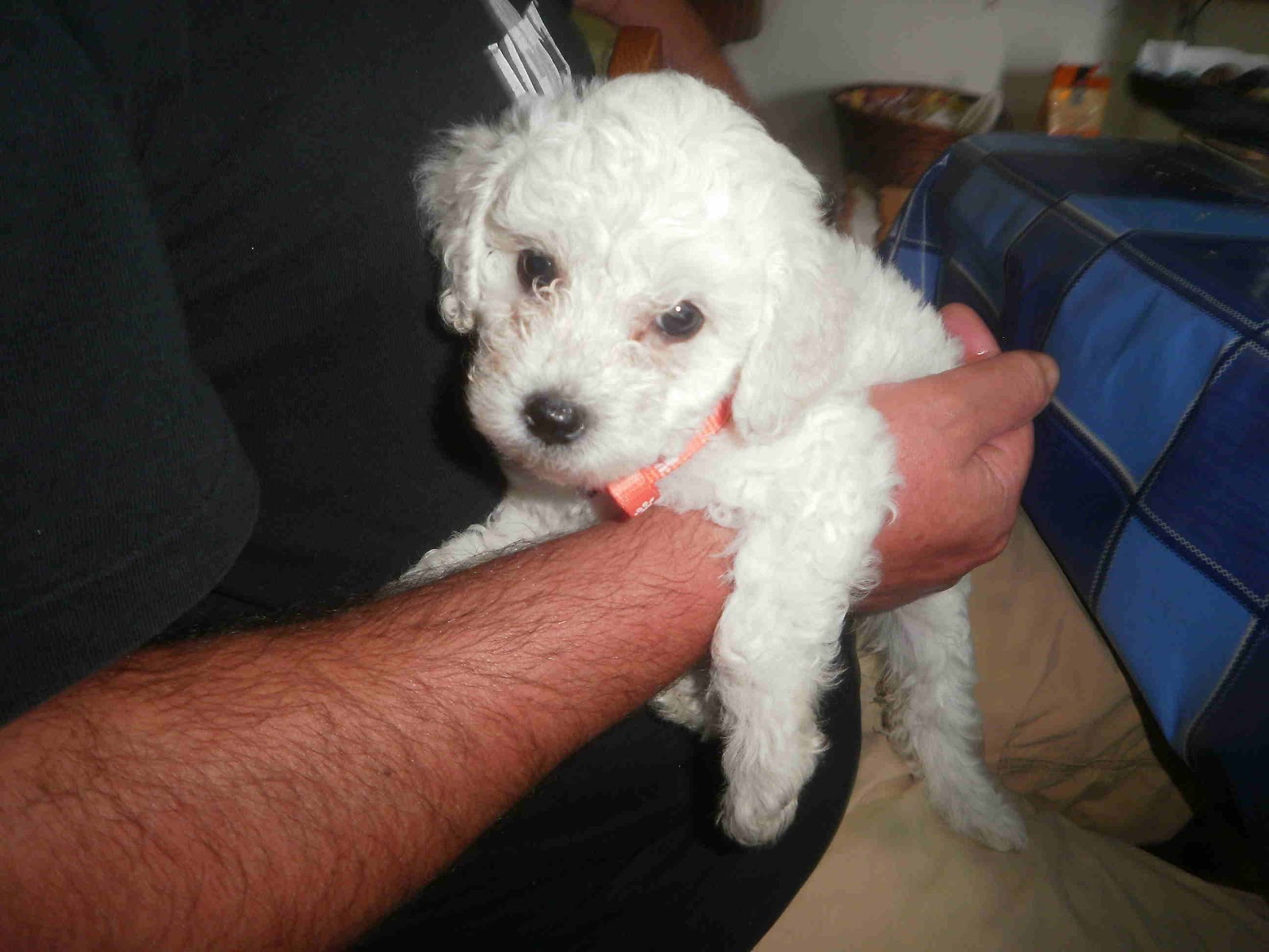 SE BUSCA PERRITO FALDERO