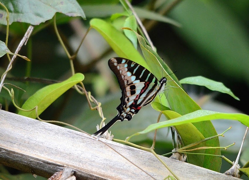 Mariposas y orugas (Volvoretas e eirugas): marzo 2014