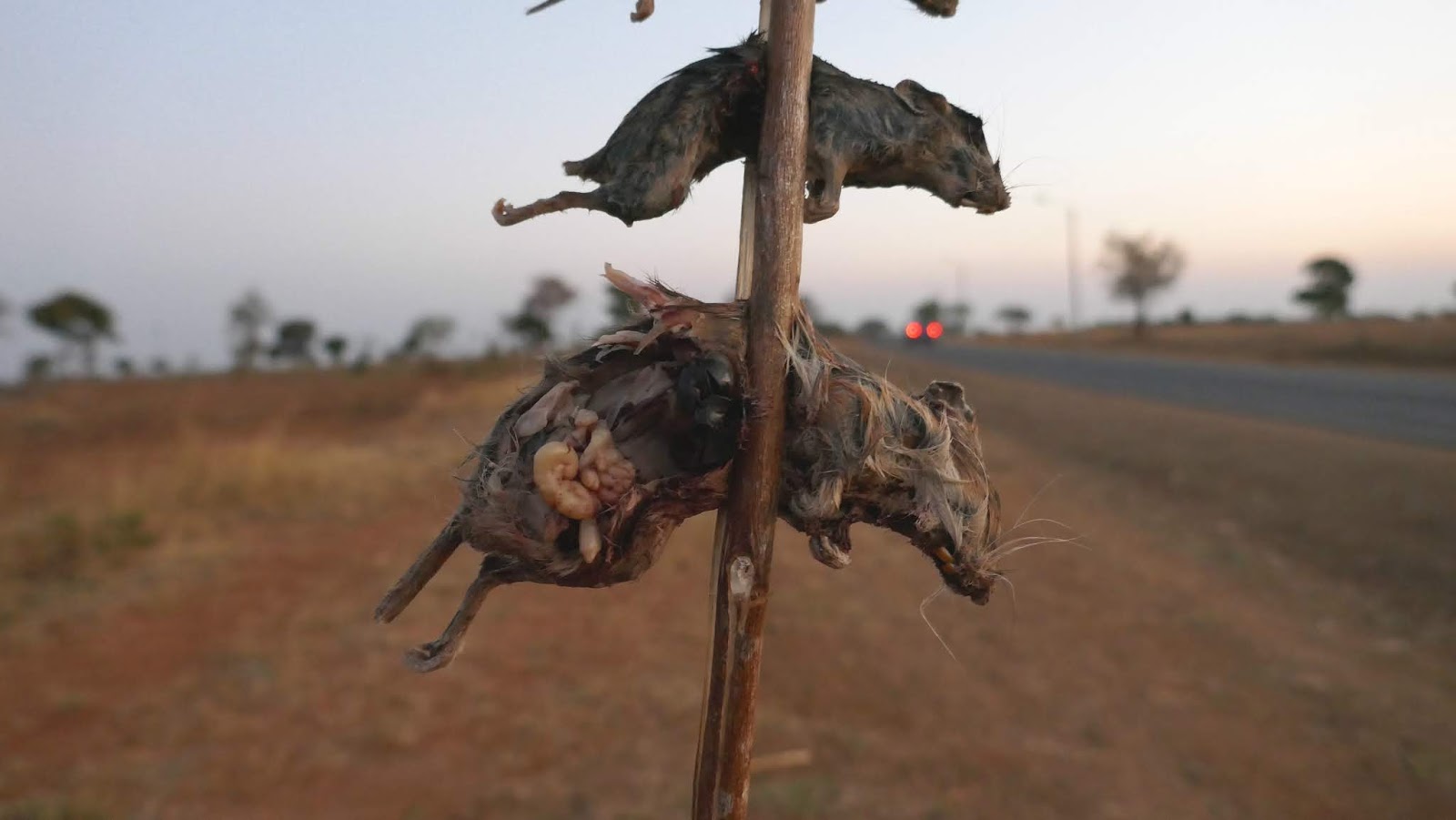 Mbewa - Blog of Charlie Hartono It's Charlie