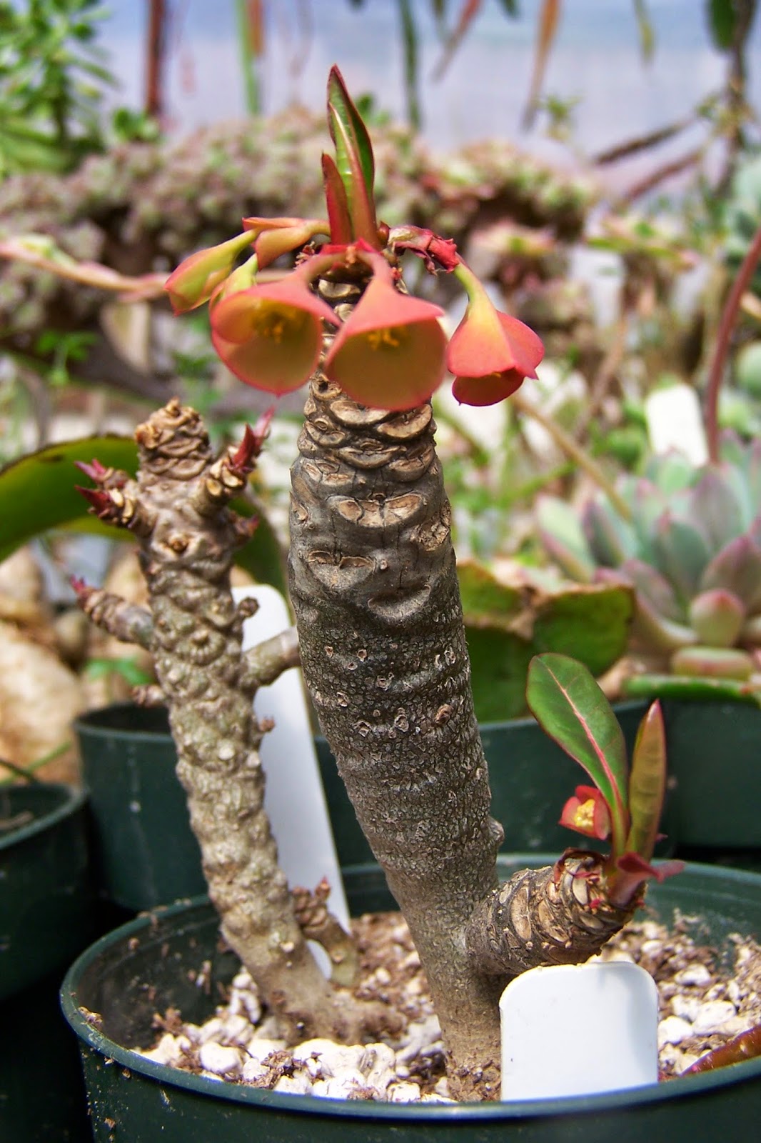 Oregon Cactus Blog: Euphorbia millotii flowers