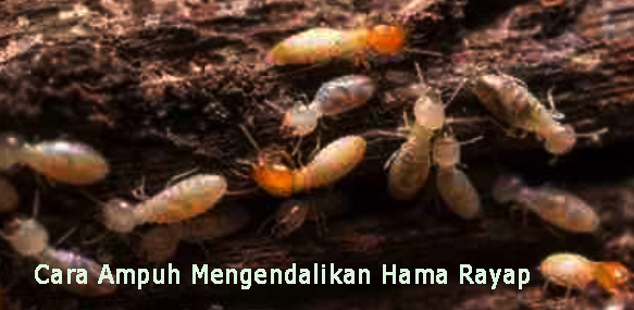 Cara Ampuh Mengendalikan Hama Rayap - Milano Ruus