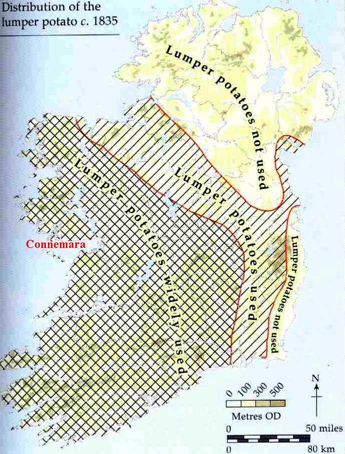 Irish Lumpers