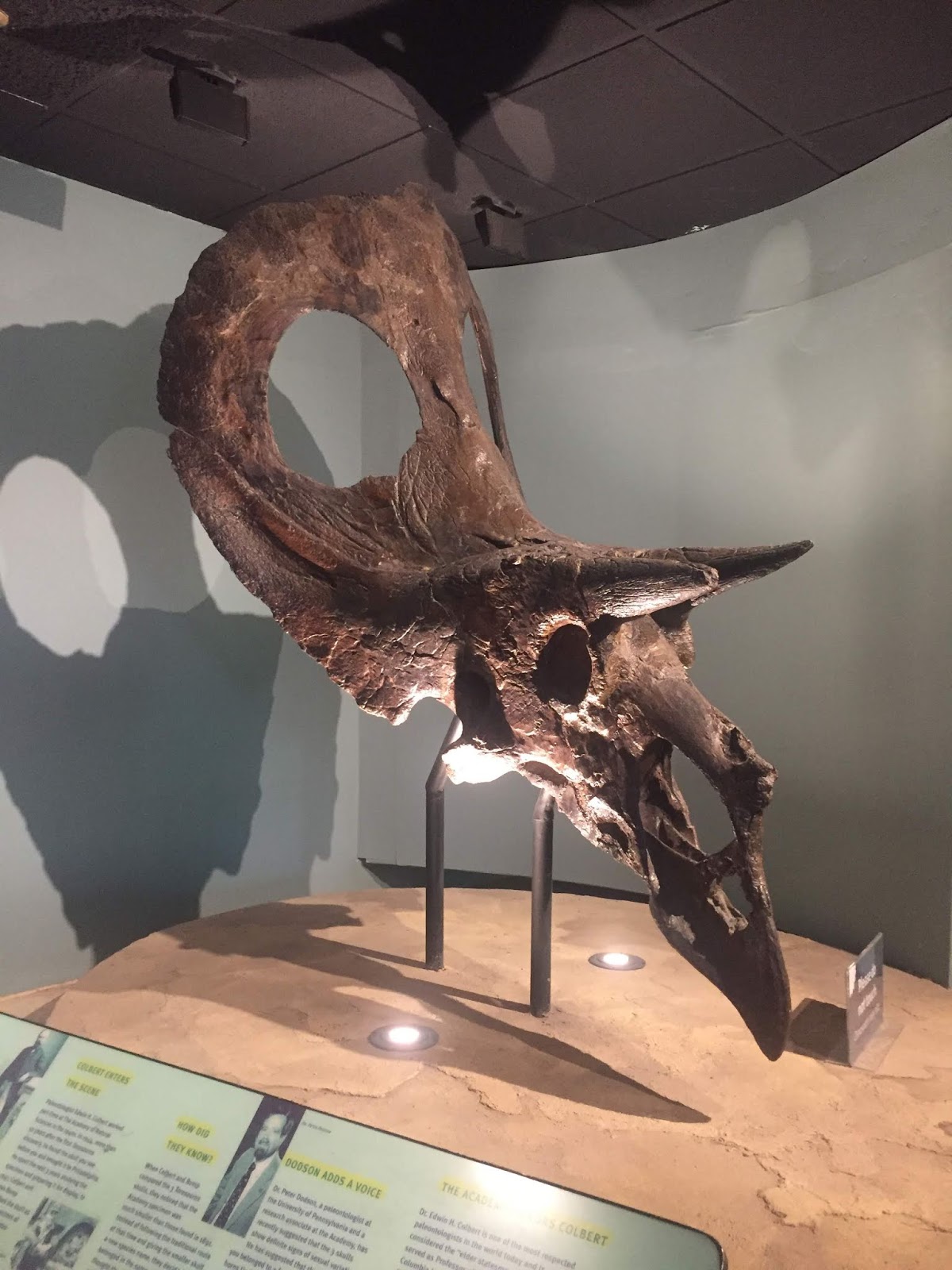 Torosaurus Skull