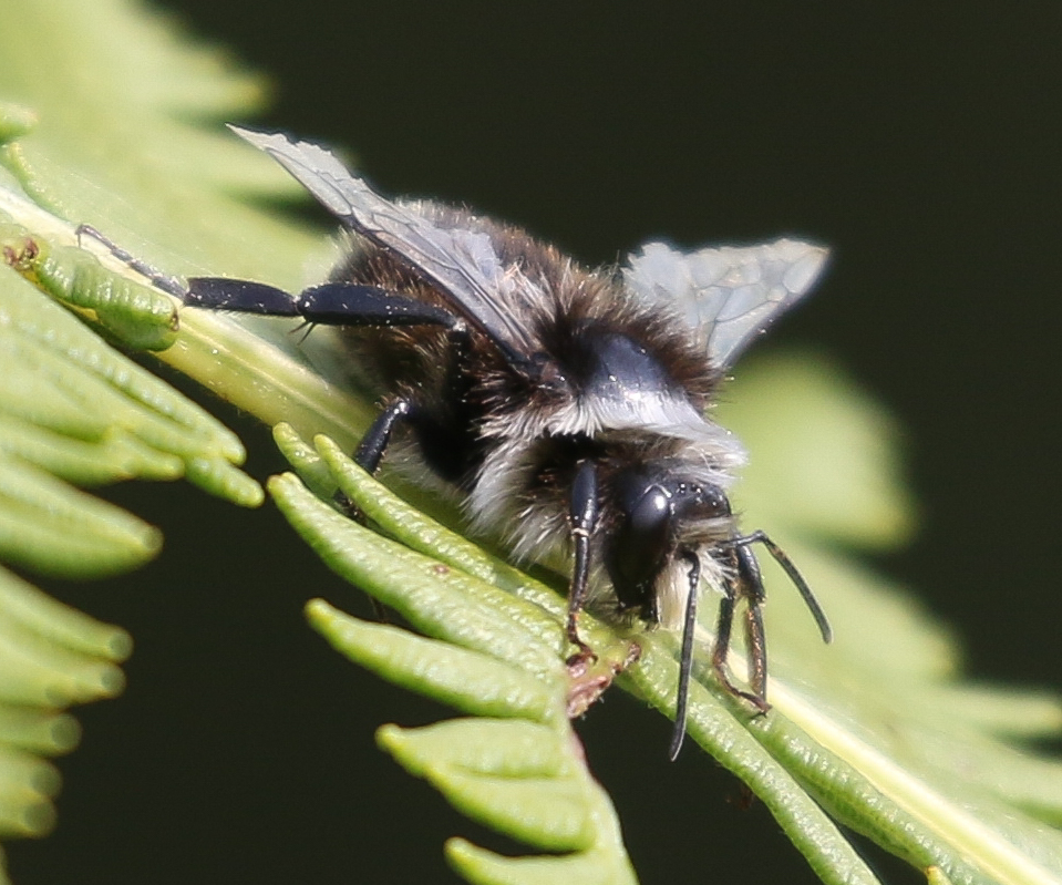 Birding Poole Harbour & Beyond: 28 Aug 18 - Ashy Mining Bee