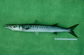 Morski: Riba zvana Škaram